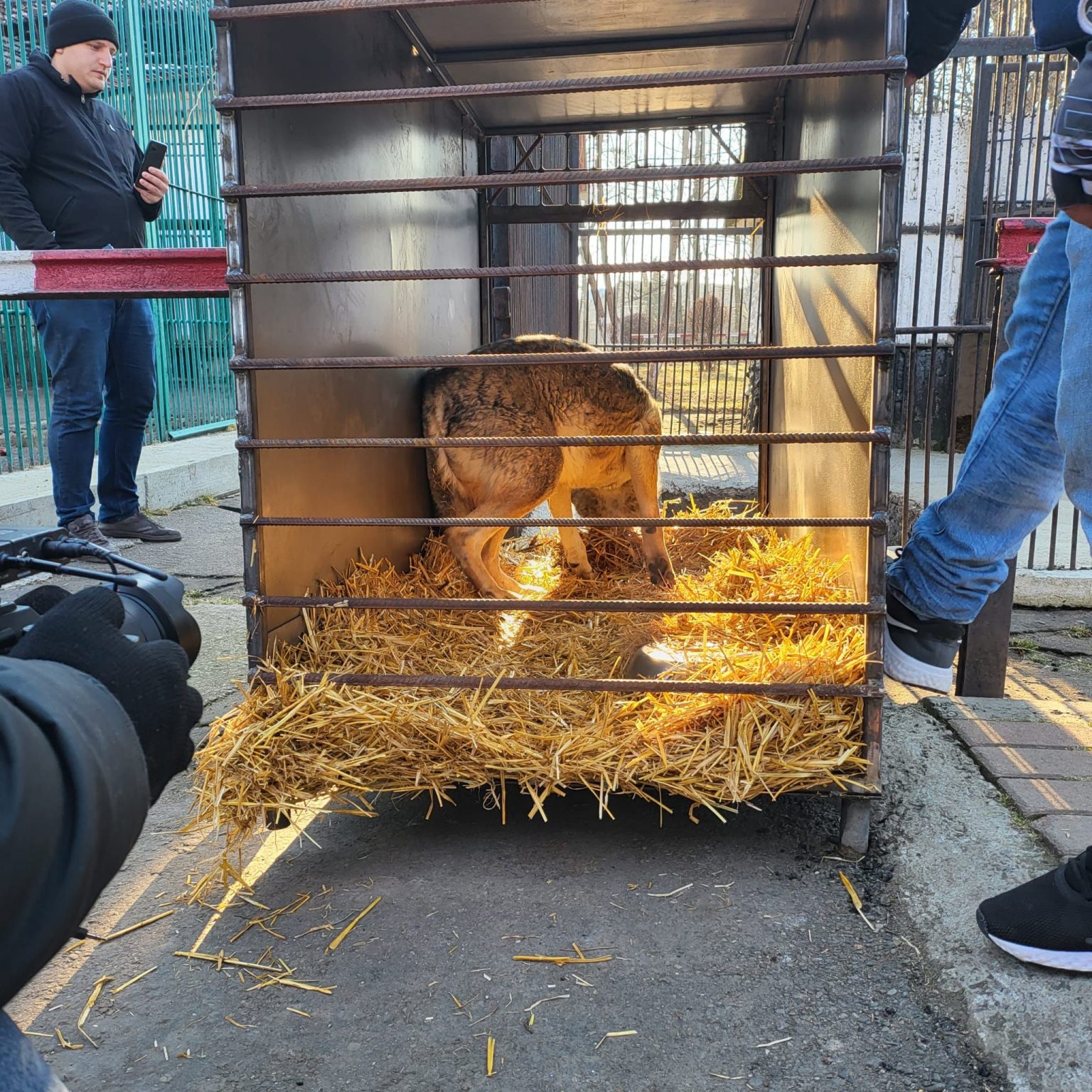 Un leu și o lupoaică, ”refugiați” din Ucraina, au ajuns la Zoo Rădăuți ...
